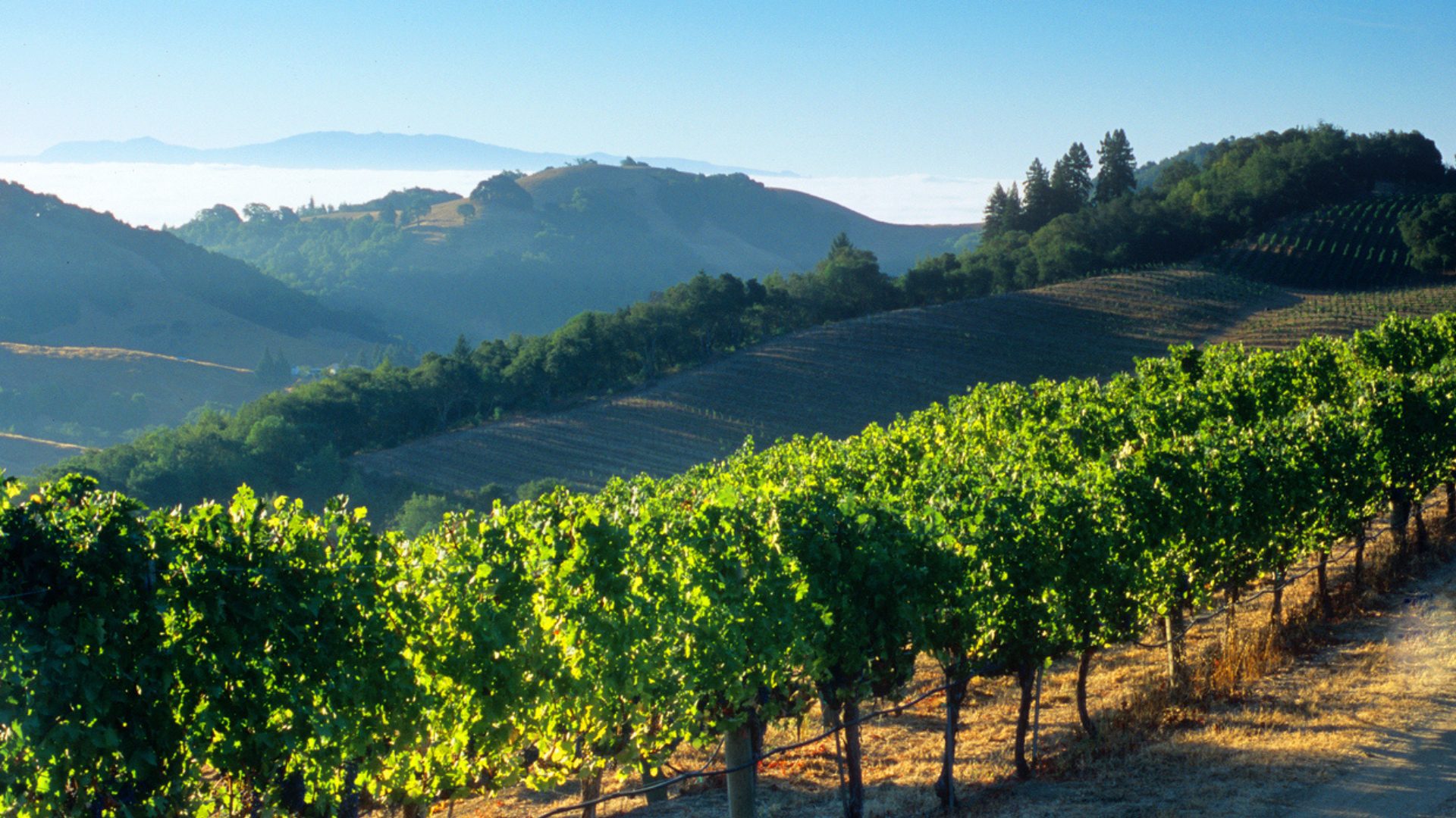 Napa Valley Cabernet Sauvignon: A Complete Guide