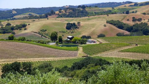 Paso Robles Wine Guide for Your Next Visit